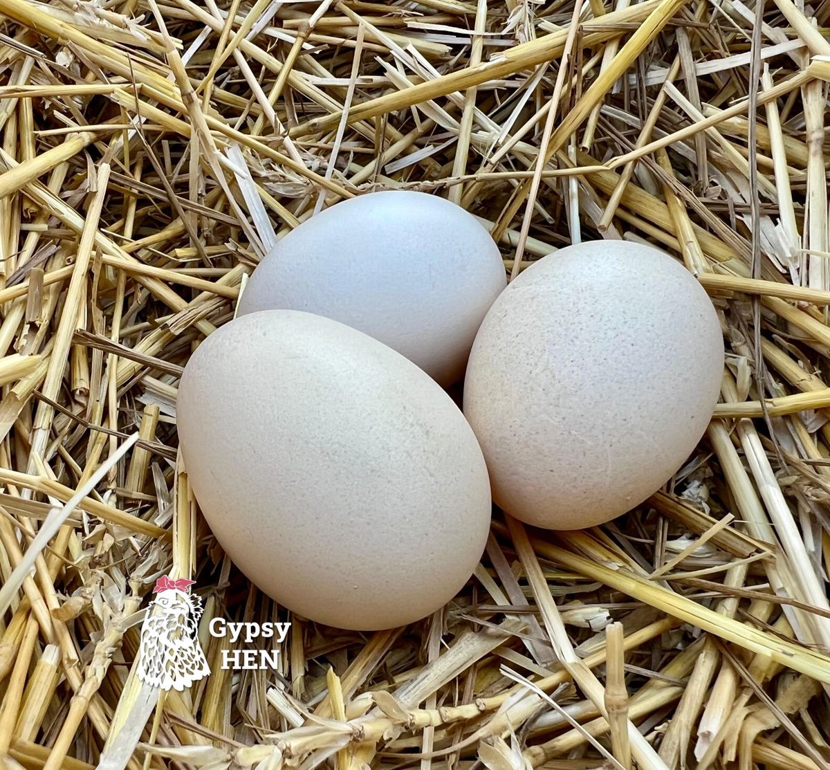 Paint Silkie & Showgirl (Naked Neck) Hatching Eggs
