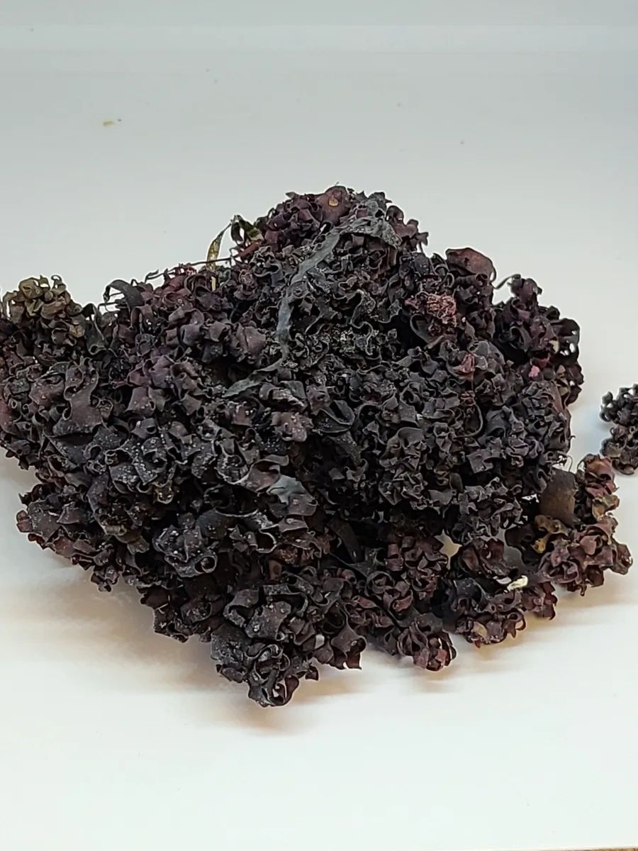 Organic Raw Sundried Purple Chondrus Crispus (4oz)