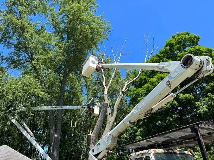 APEX SOLUTIONZ TREE SERVICE - Tree Service - Ravenna, Ohio