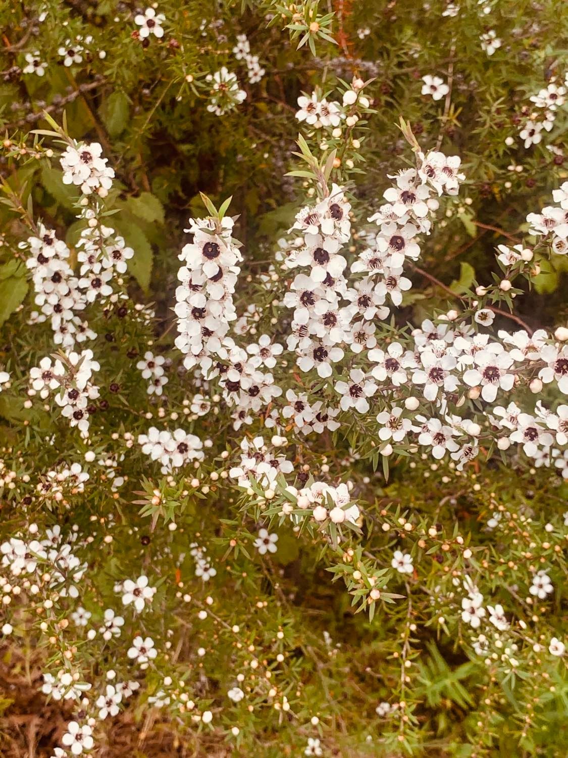 The best New Zealand native plants for low maintenance gardens.