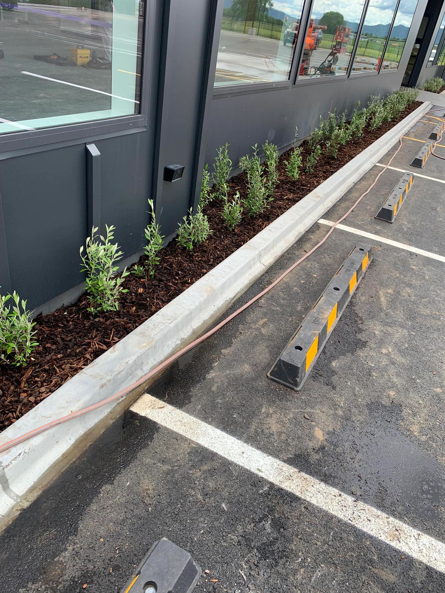 Step-by-Step Guide to Planting a Hedge