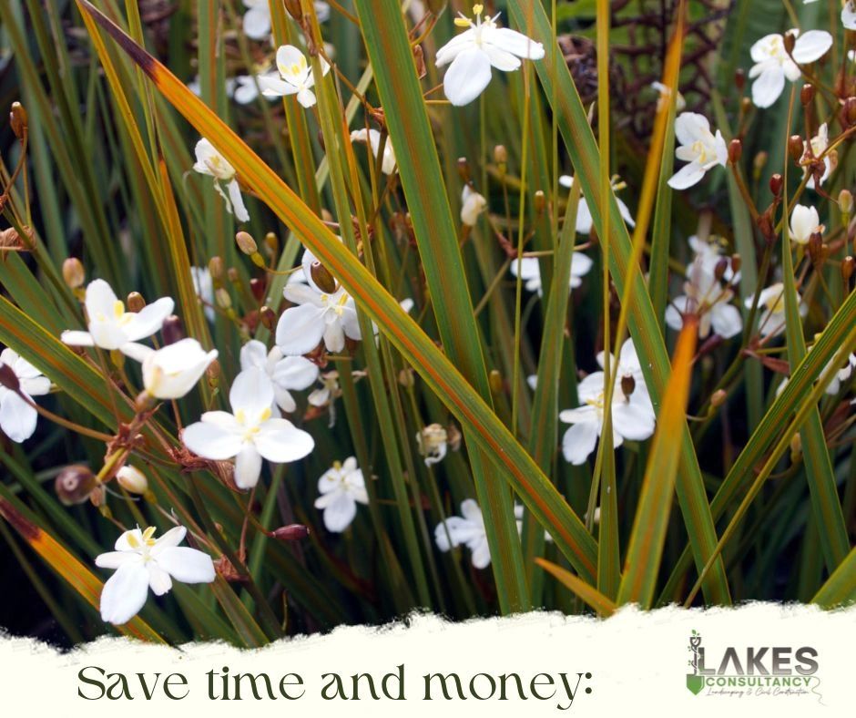 How Planting New Zealand Native Plants Saves Time and Money.