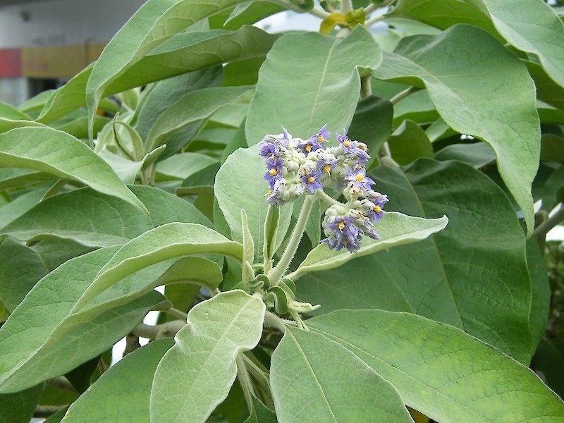 Fact Sheet: Woolly Nightshade Identification and Removal