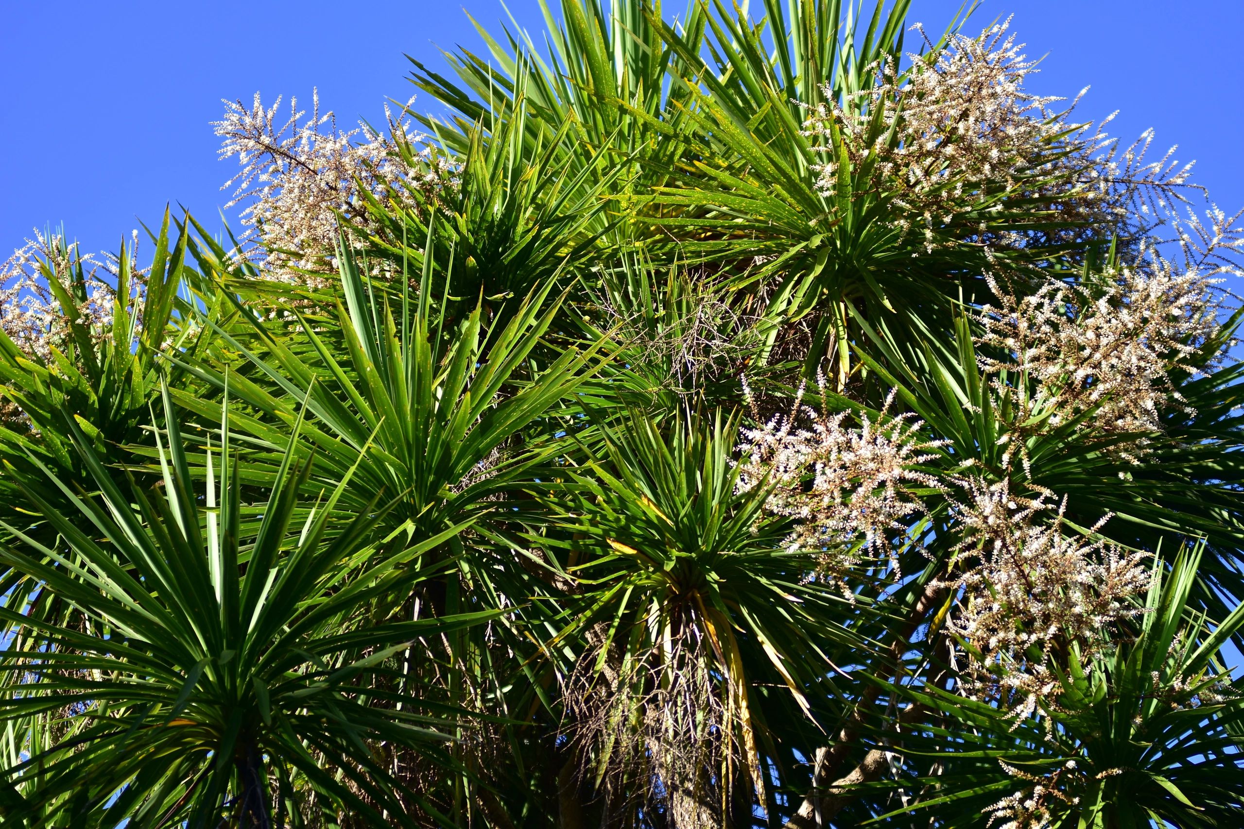 The best New Zealand native plants for saving time and money.