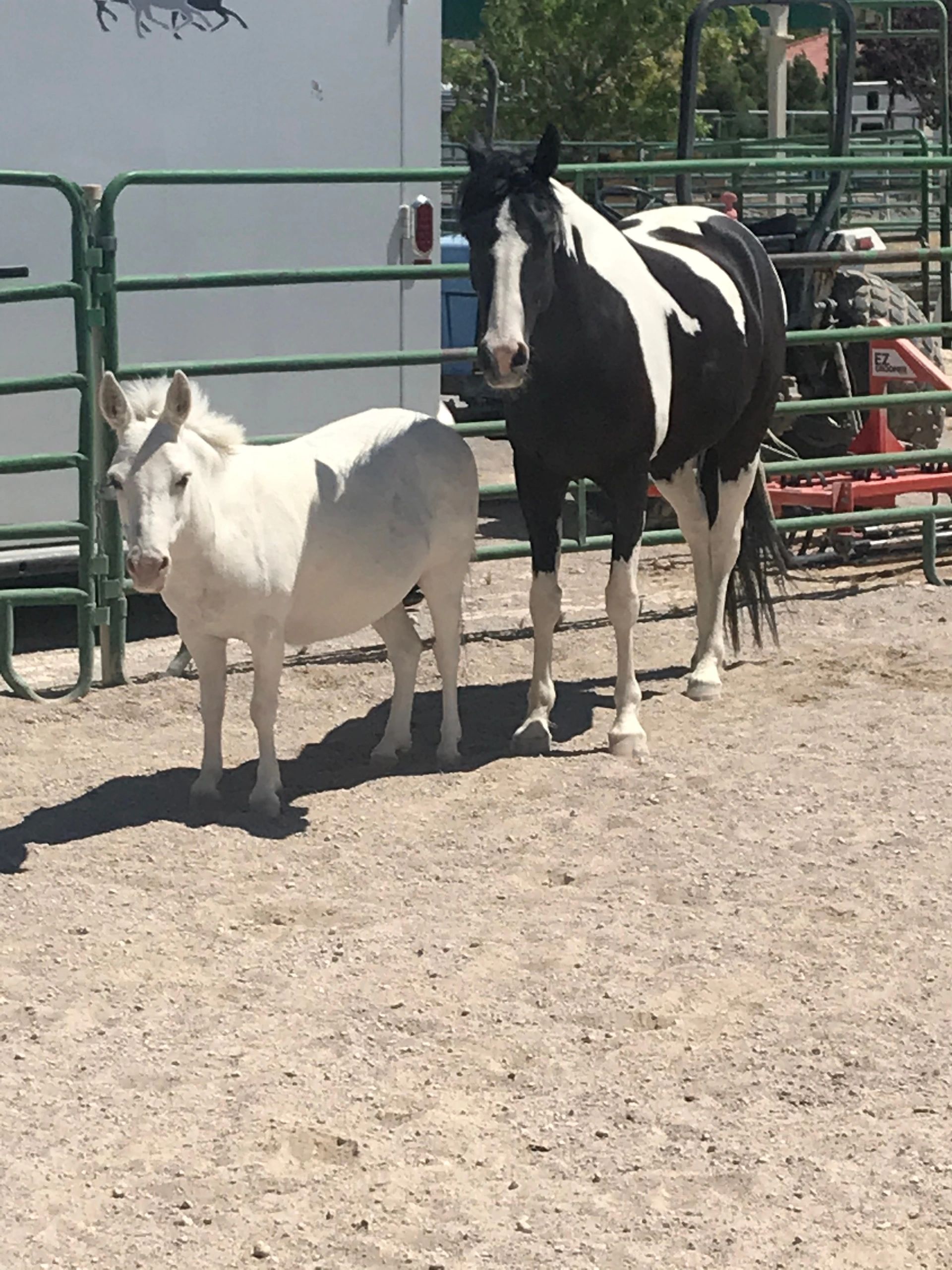 Keeping Leonard and Sammy Healthy.