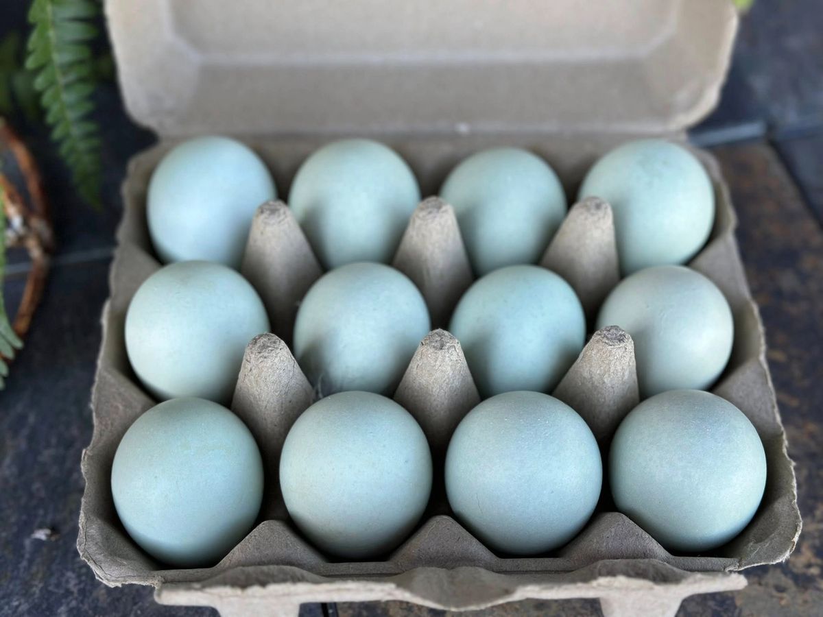 Ameraucana – Lavender Hatching Eggs