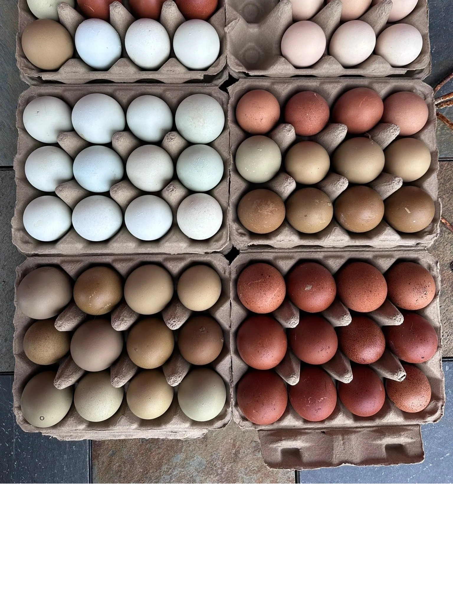 Home | Chicken Hatchery - Paragon Hatchery