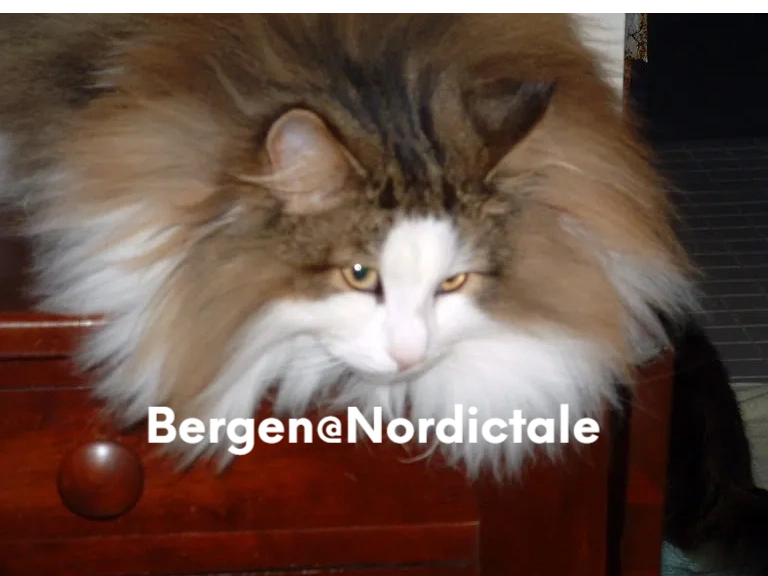 NordicTale Norwegian Forest Cats
