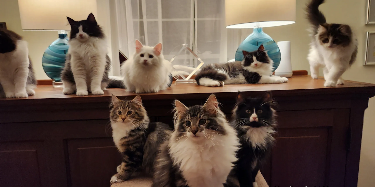 NordicTale Norwegian Forest Cats