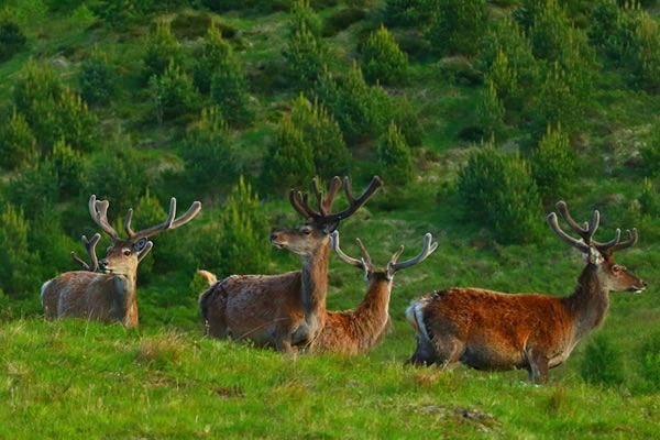 Netflix’s Series’ Glenbogle Estate Is Actually Ardverikie Estate