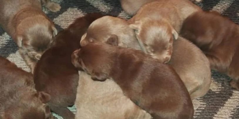 Puppies For Sale