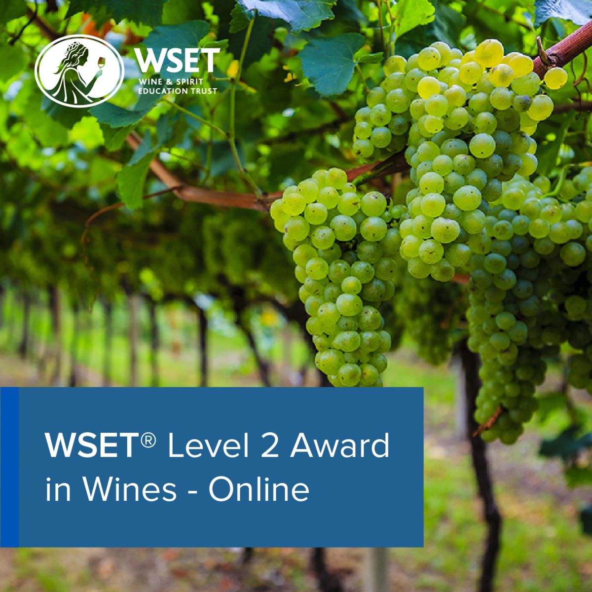 WSET Level 2 in Wines: Online On Demand