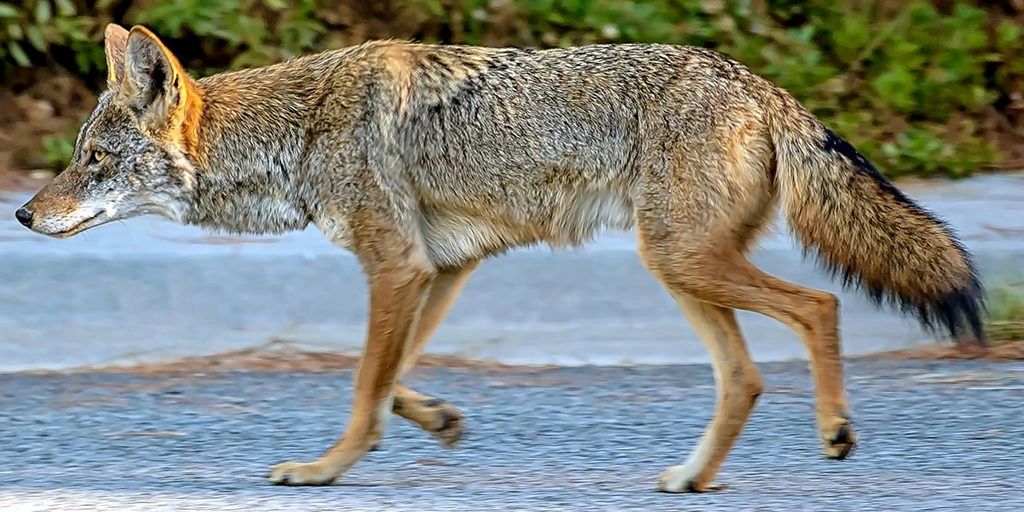 Animaux, Québec - s.o.s. Animaux. - Beaupré, Québec | s.o.s. animaux.