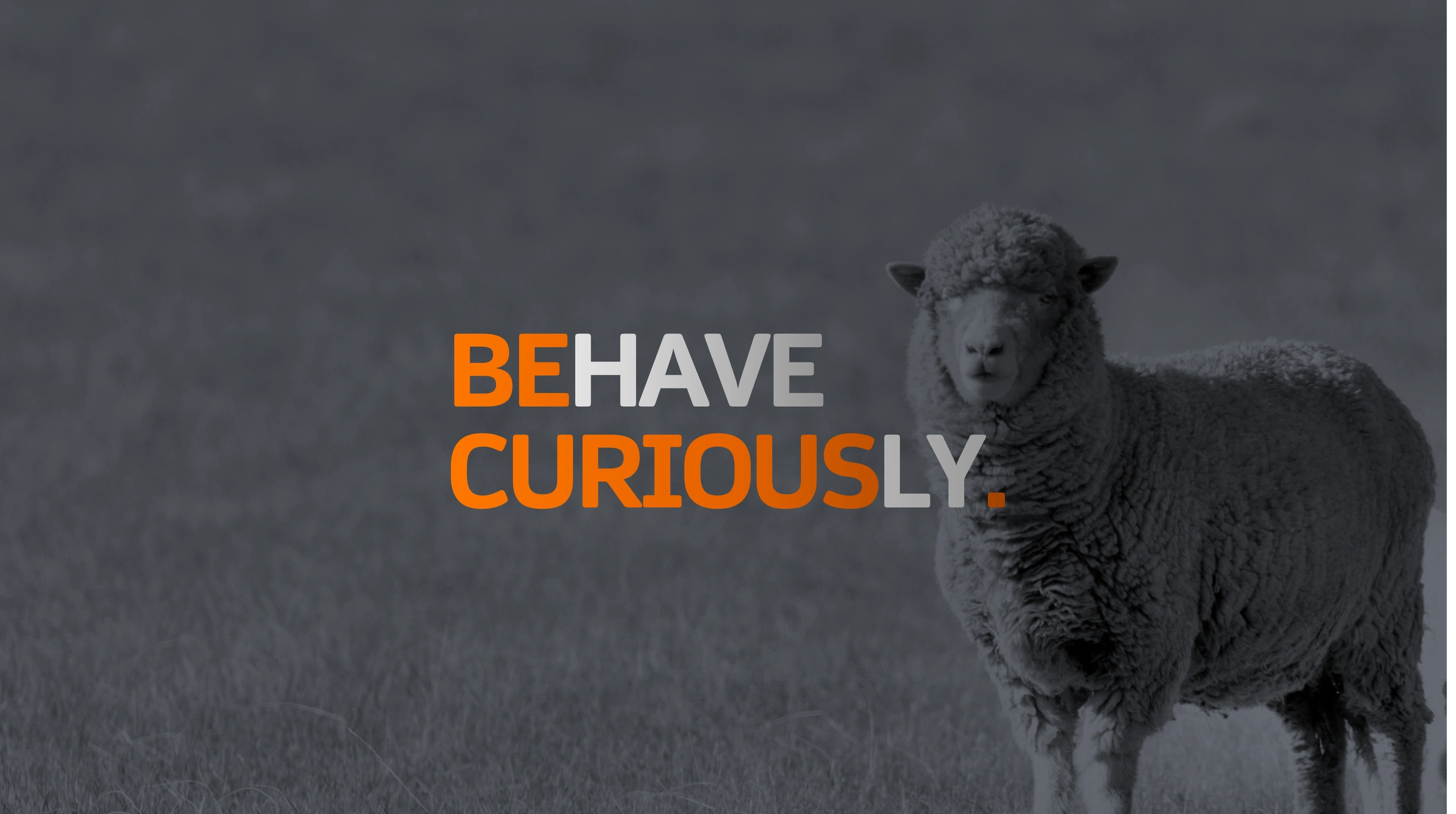 Curioso - curiosity. understanding. opportunity.