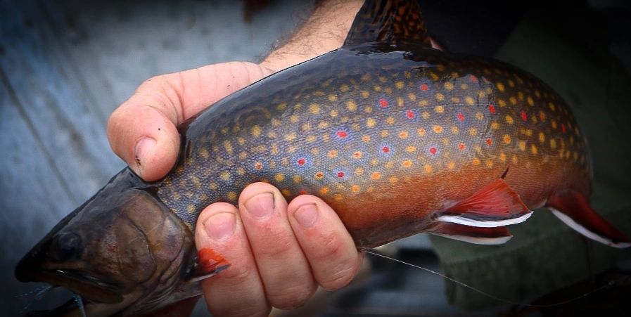 Mohawk Valley Trout Unlimited Chapter