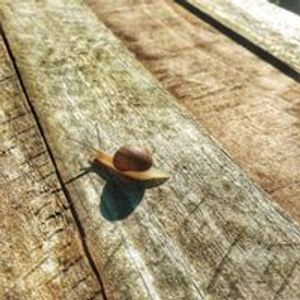 Exclusive Escargot - Irish Snail Farm, Snail Farming Supplies