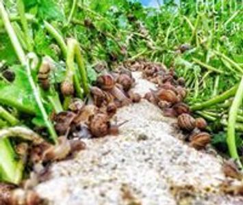Exclusive Escargot - Irish Snail Farm, Snail Farming Supplies