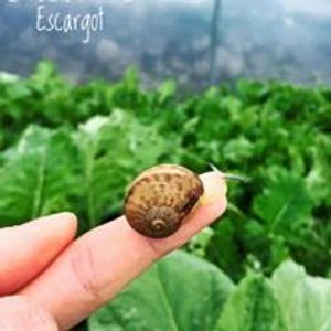 Exclusive Escargot - Irish Snail Farm, Snail Farming Supplies