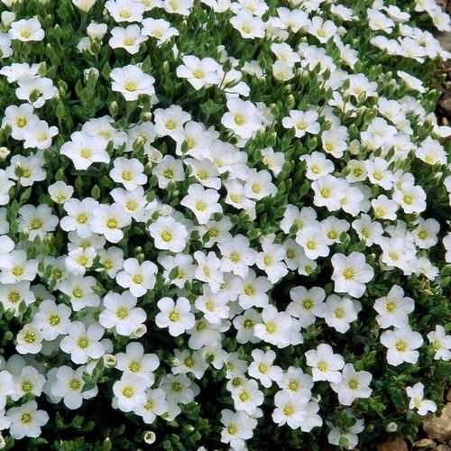 Arenaria Montana ‘Snow White’ (1L)