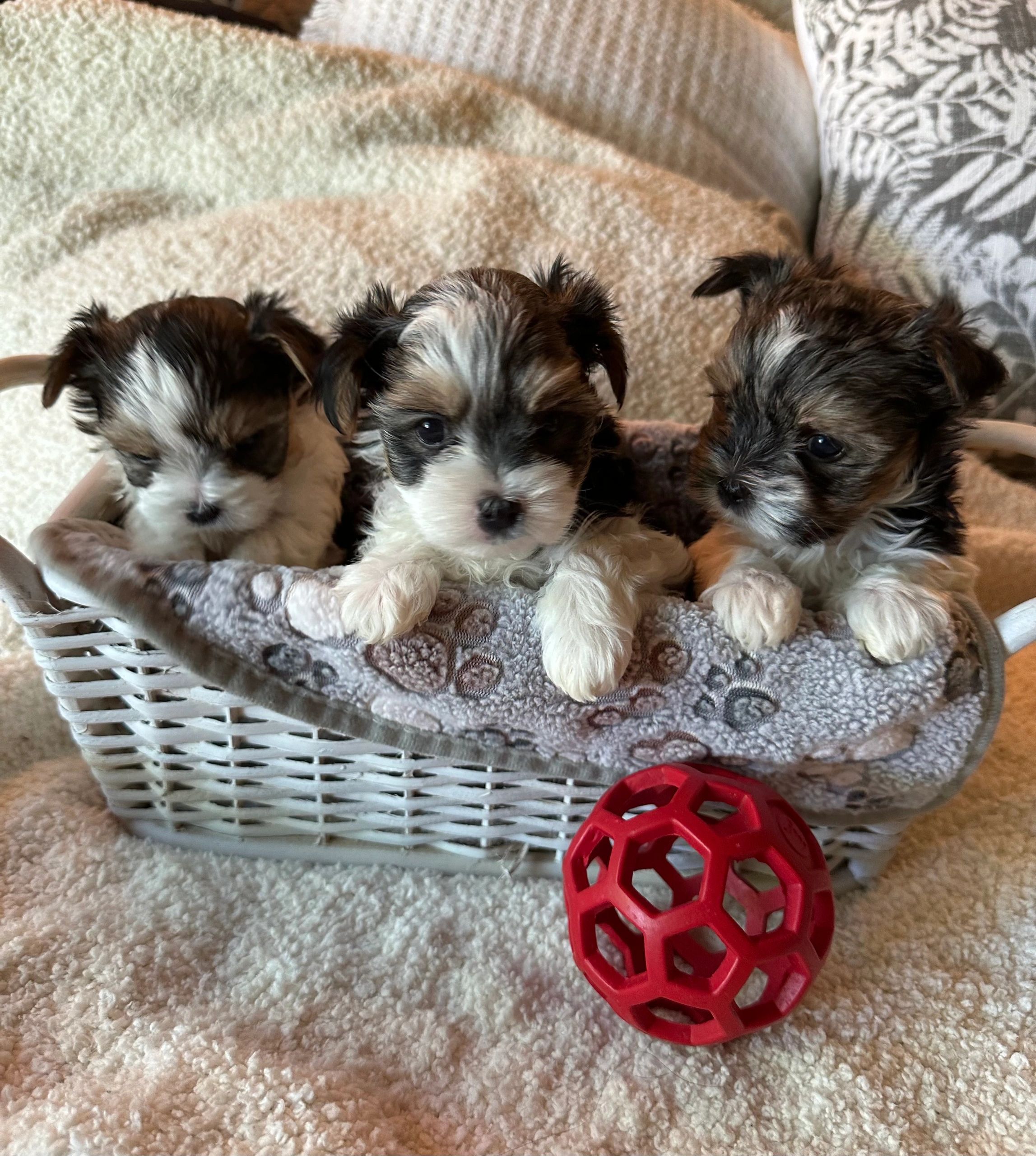 Welcome | Yorkies of Bull Mountain