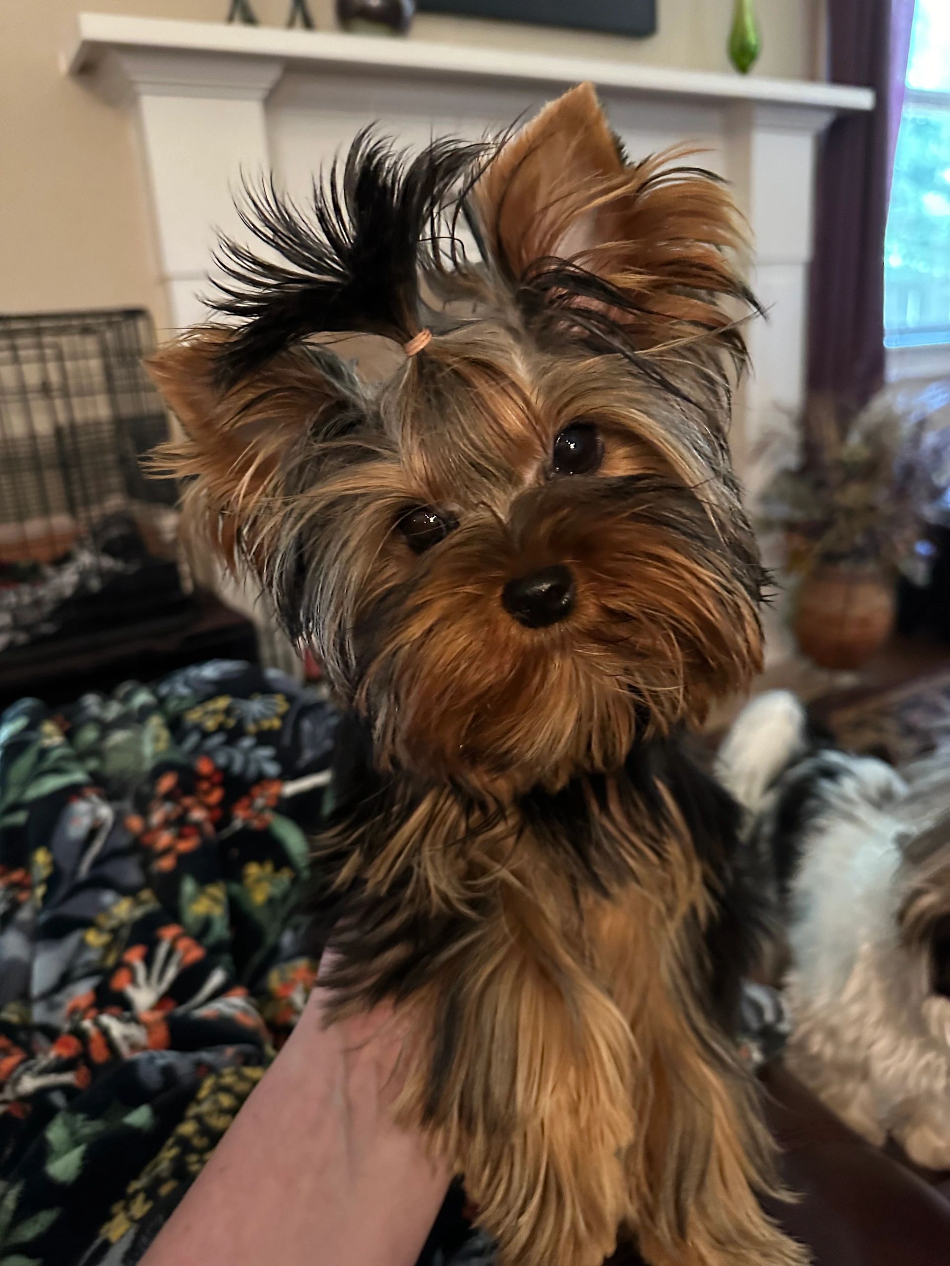 YorkiesOfBullMountain.com - Yorkie Puppies, Yorkie Puppies for Sell ...