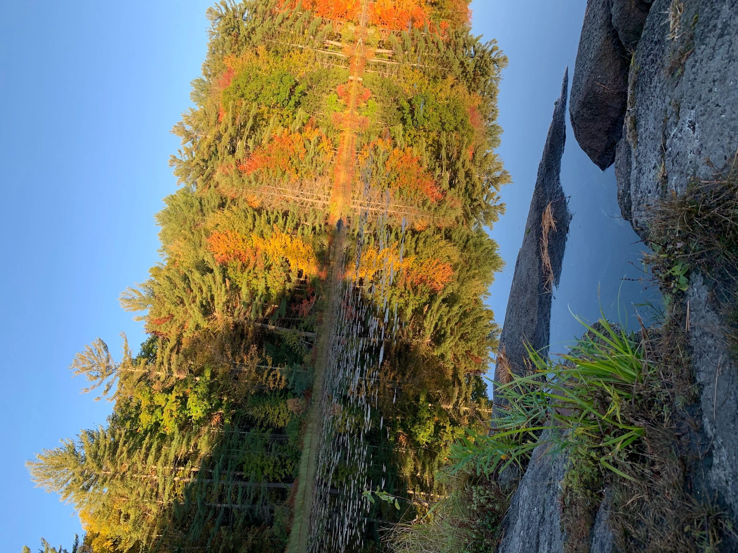 River Trees Healing