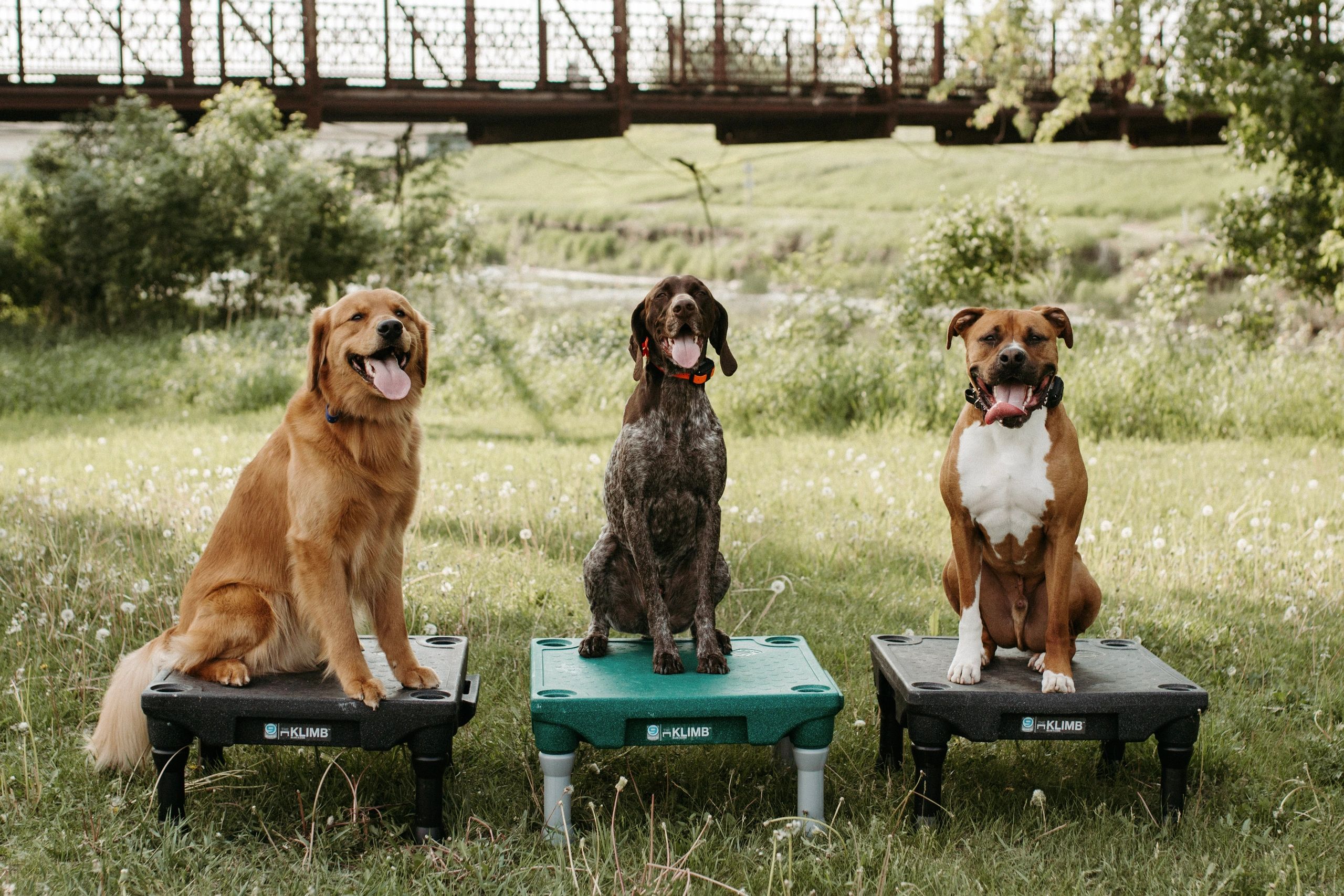 Top-Quality Dog Obedience Training | The Golden Academy