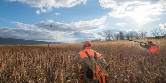 Pheasant Hunting - Spring Lane Hunt Club | Spring Lane Hunt Club