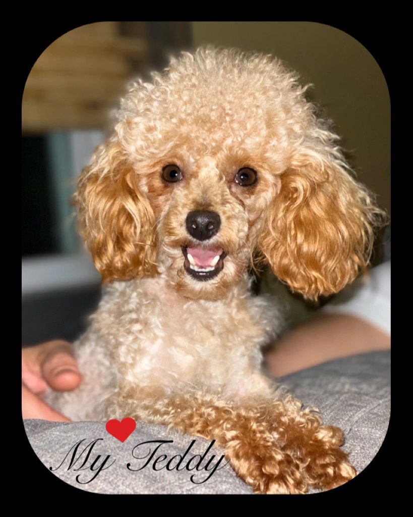 How Do I Know If My Miniature Poodle Is Purebred