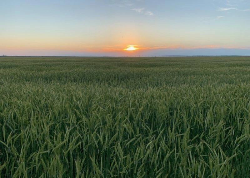 Fridge Triticale and Trical 813: High quality seed for your business ...