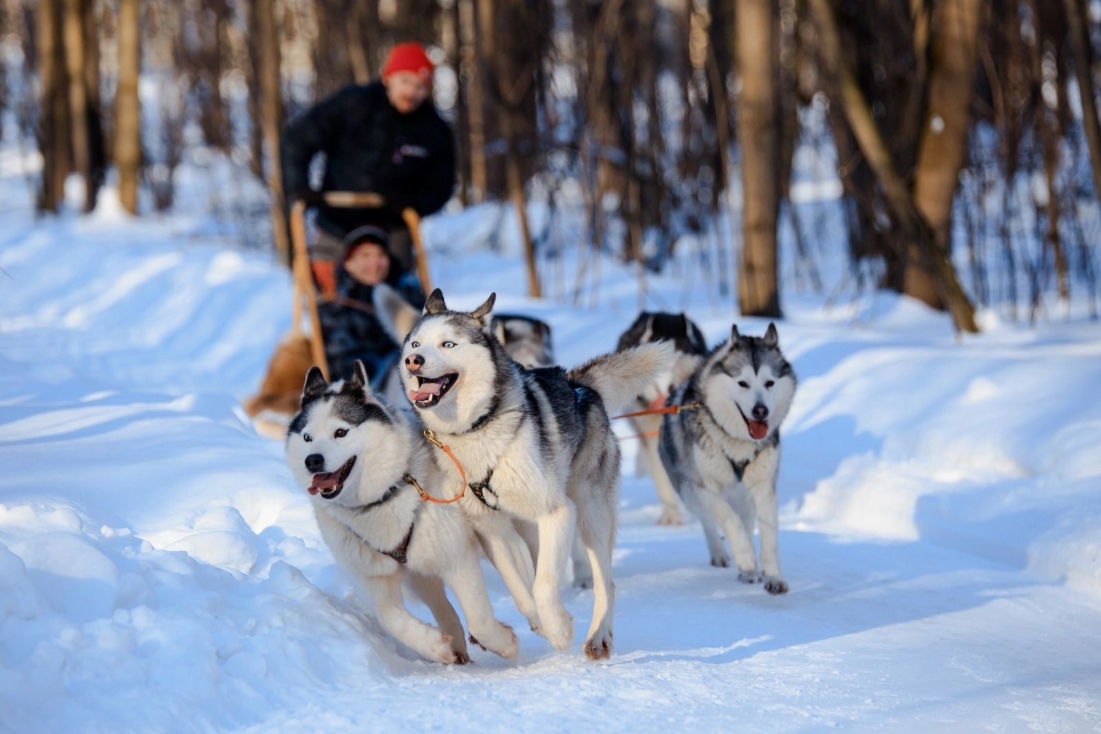 Average Speed Of A Dog Sled Team