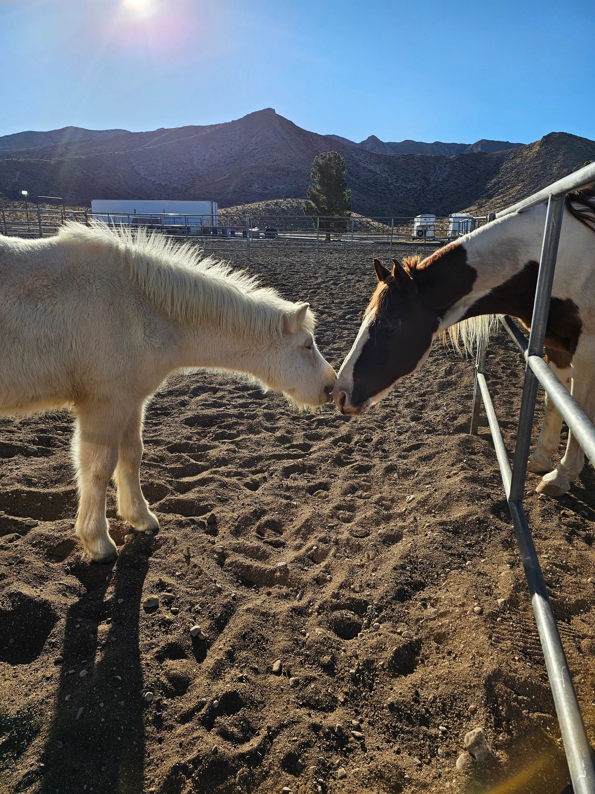 Contact | Kyle Canyon Ranch