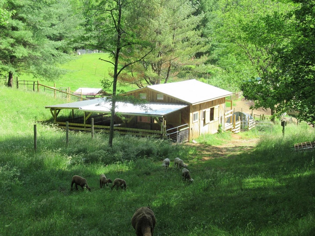 Wellspring Farm - Jacob Sheep, Jacob Sheep for Sale