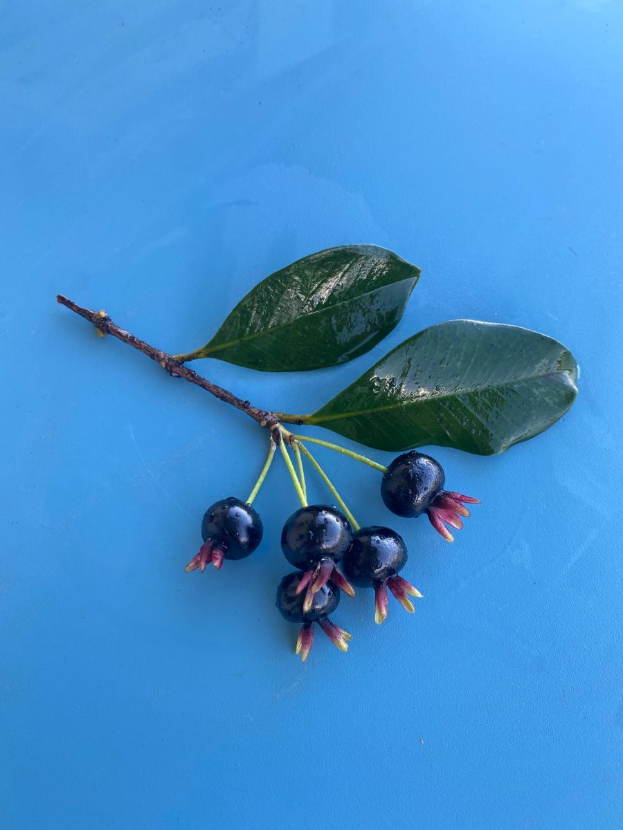 Grumichama Cherry (Eugenia brasiliensis)