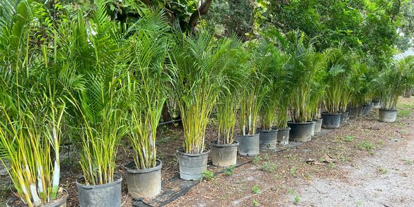 Visit WaBa Palms Tree Farm for Areca Plants