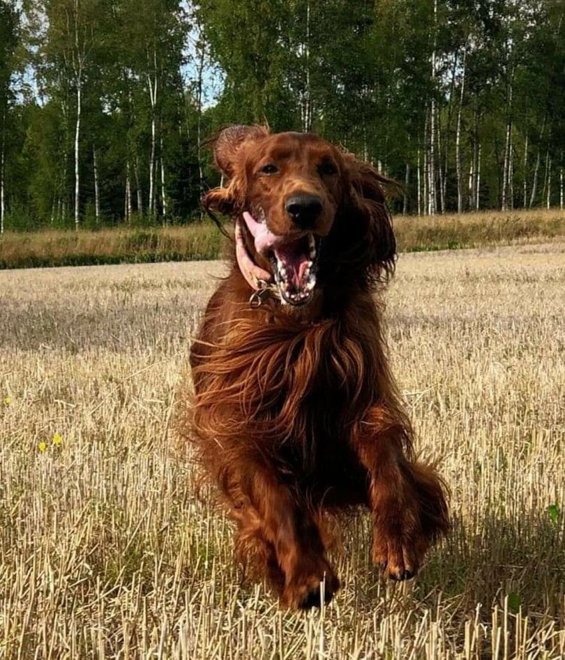 MJT Global Enterprises and MJ's Small Town Irish Setters and Doggone Gifts