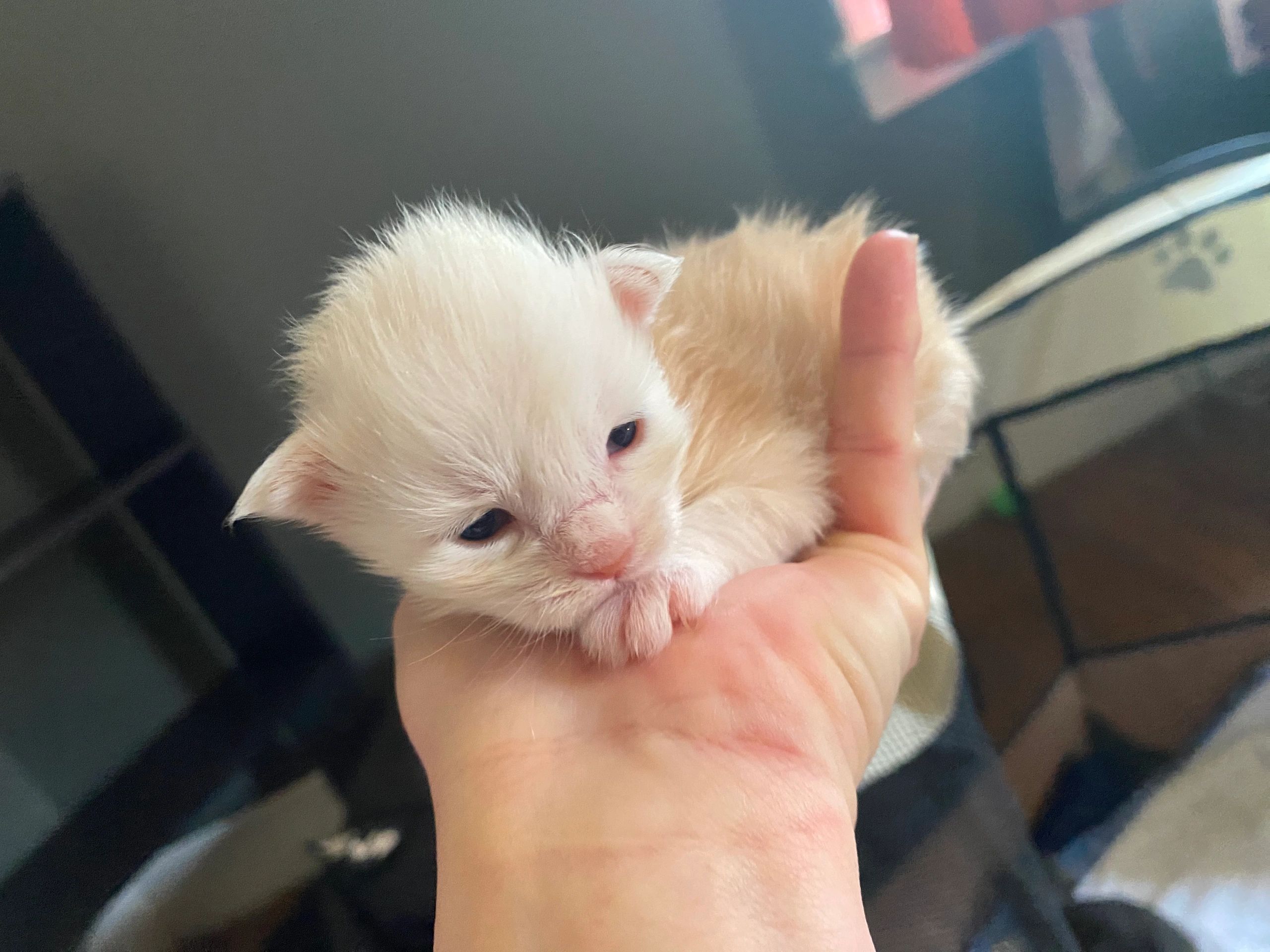 Maine Coon Colors and Patterns Explained