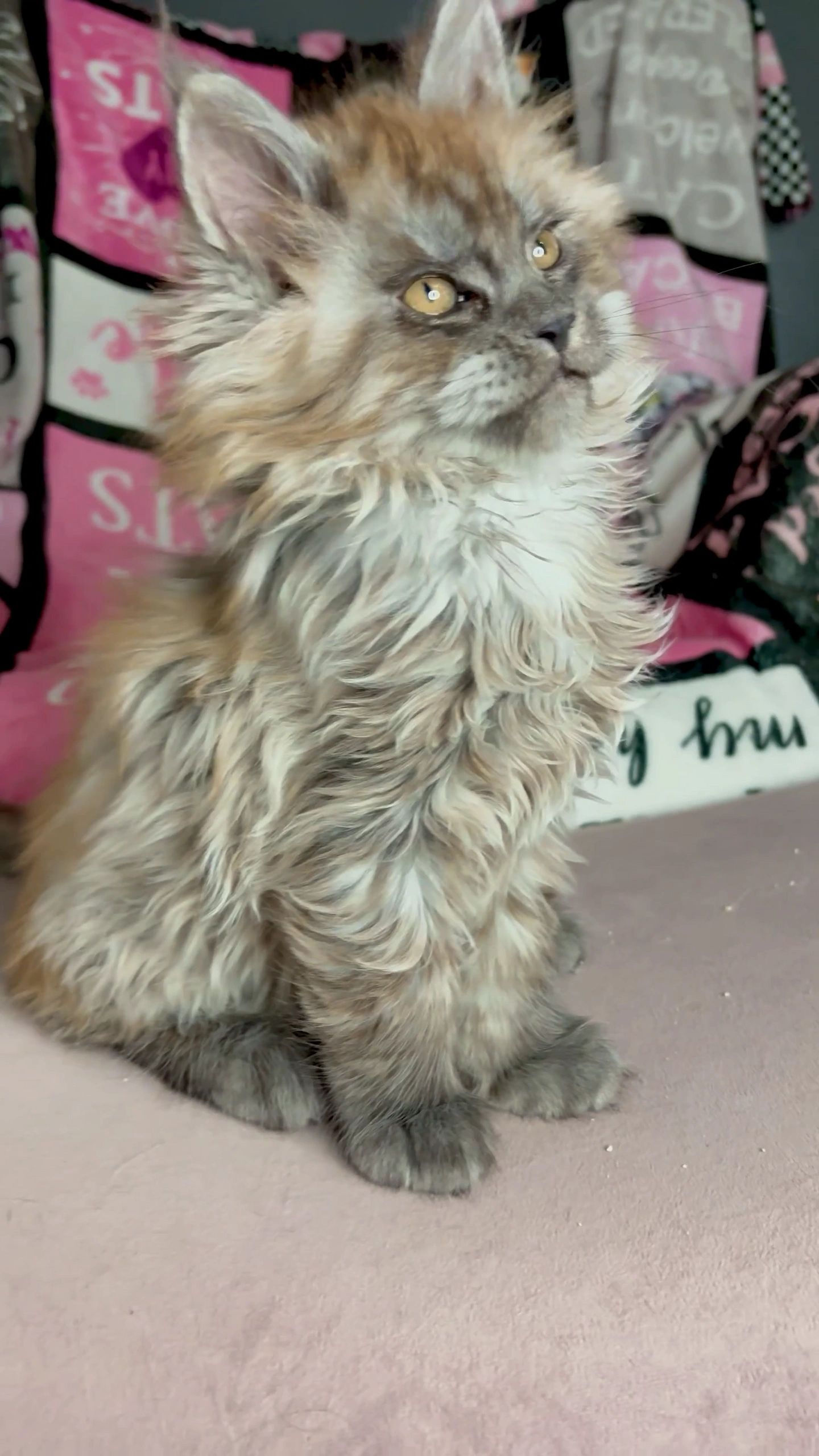 Brown Tabby Maine Coon Cats – Genetics & Color Traits
