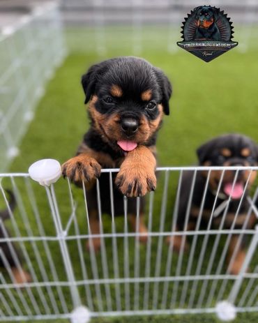 Von Der Hing Rottweilers