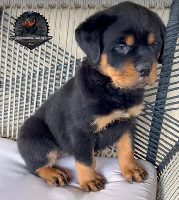 Pure Bred German Rottweiler Puppies - Von Der Hing Rottweilers
