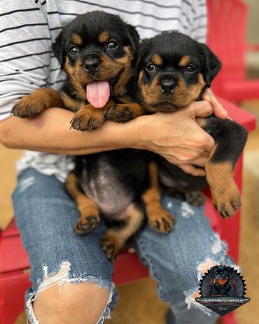 Pure Bred German Rottweiler Puppies - Von Der Hing Rottweilers