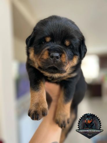 Von Der Hing Rottweilers