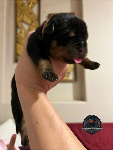 Pure Bred German Rottweiler Puppies - Von Der Hing Rottweilers