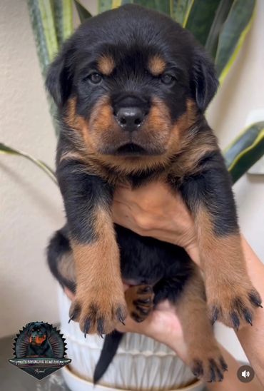 Pure Bred German Rottweiler Puppies - Von Der Hing Rottweilers