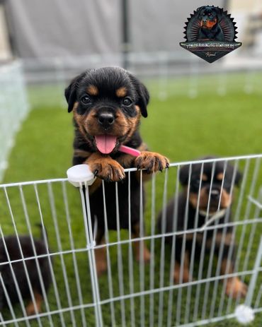 Von Der Hing Rottweilers