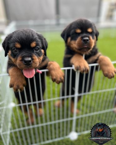 Von Der Hing Rottweilers
