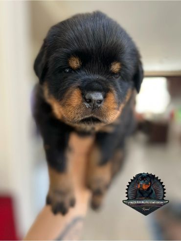 Von Der Hing Rottweilers