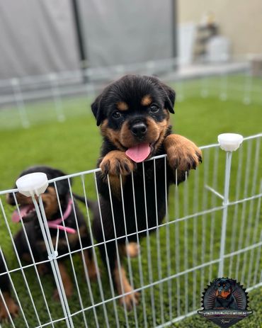 Pure Bred German Rottweiler Puppies - Von Der Hing Rottweilers