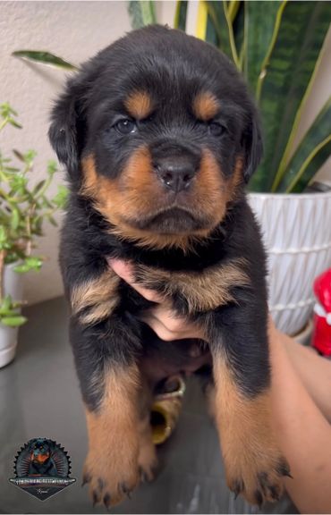 Pure Bred German Rottweiler Puppies - Von Der Hing Rottweilers