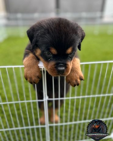 Von Der Hing Rottweilers